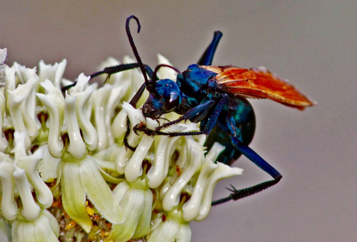 Wasps, meat pies and clogging: America's most bizarre official state ...